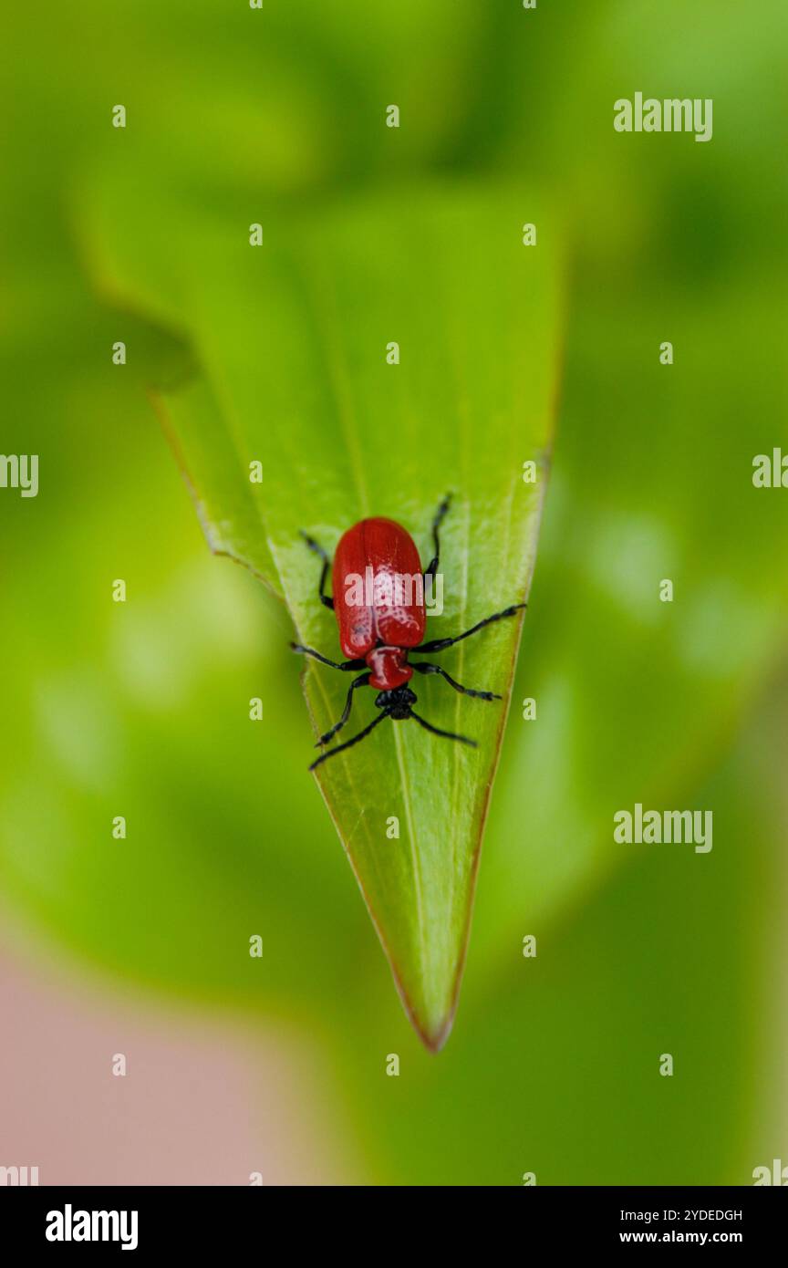 Red Lily Beetle ( Lilioceris lilii) on Garden Lily Hook Norton ...