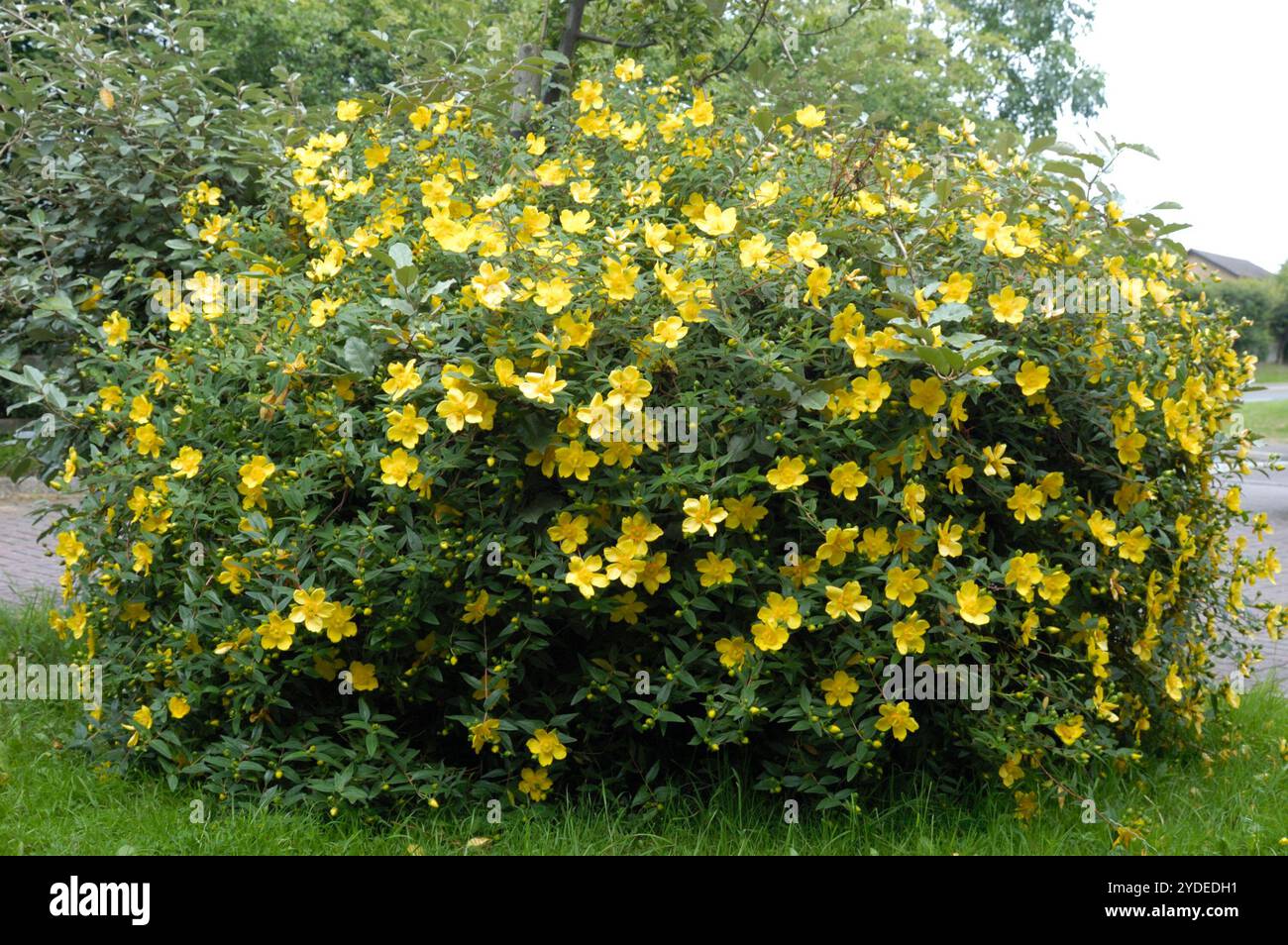 Japanese marigold bush hi-res stock photography and images - Alamy