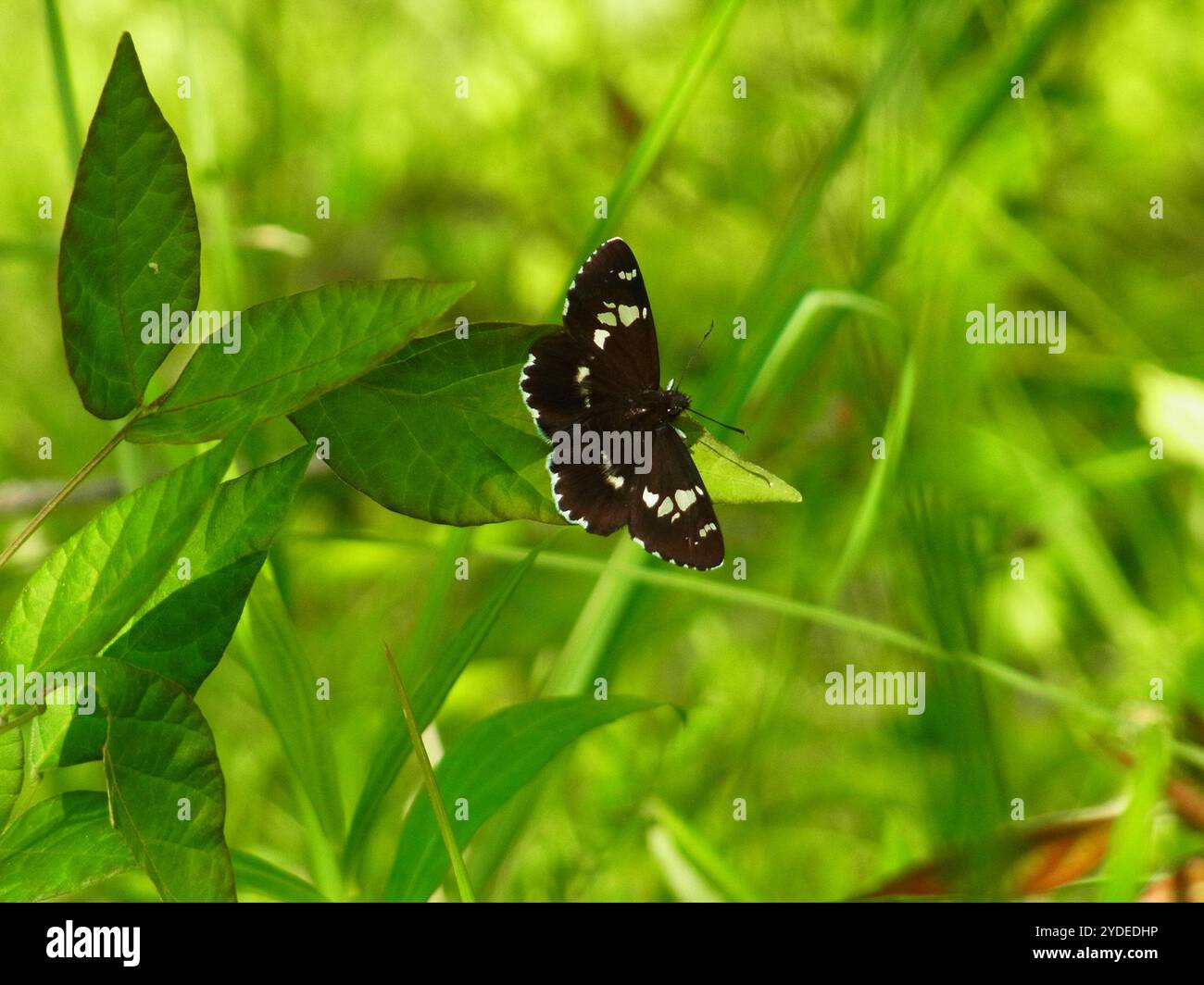 White-banded Flat (Daimio tethys Stock Photo - Alamy
