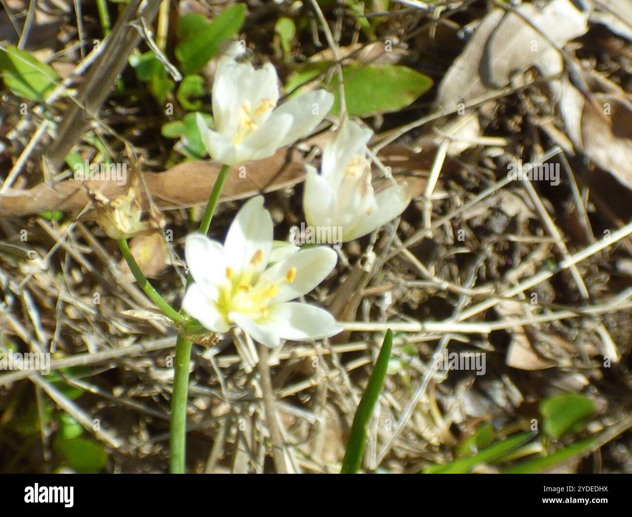 crowpoison (Nothoscordum bivalve Stock Photo - Alamy