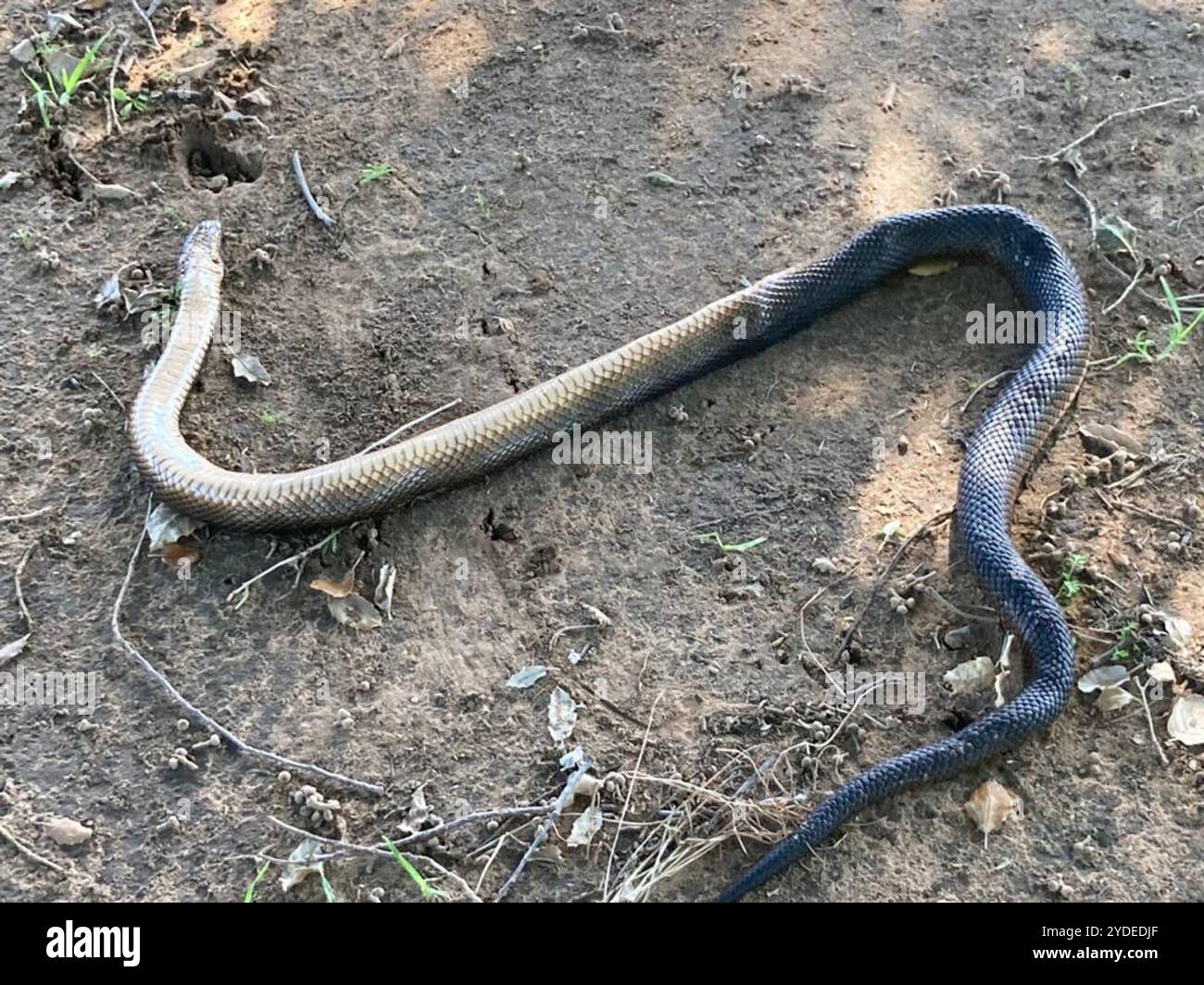 Mole Snake (Pseudaspis cana Stock Photo - Alamy