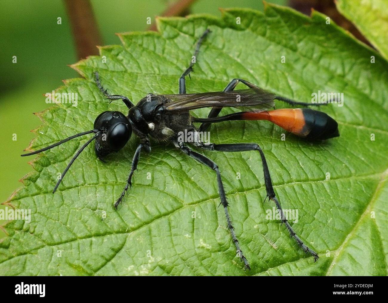 Thread-waisted Sand Wasps (Ammophila Stock Photo - Alamy