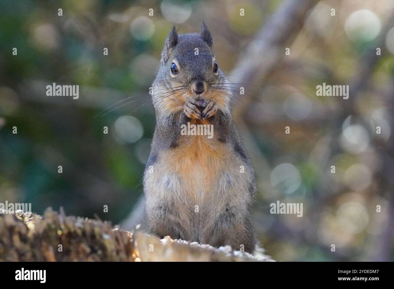 Douglas' Squirrel (Tamiasciurus douglasii Stock Photo - Alamy