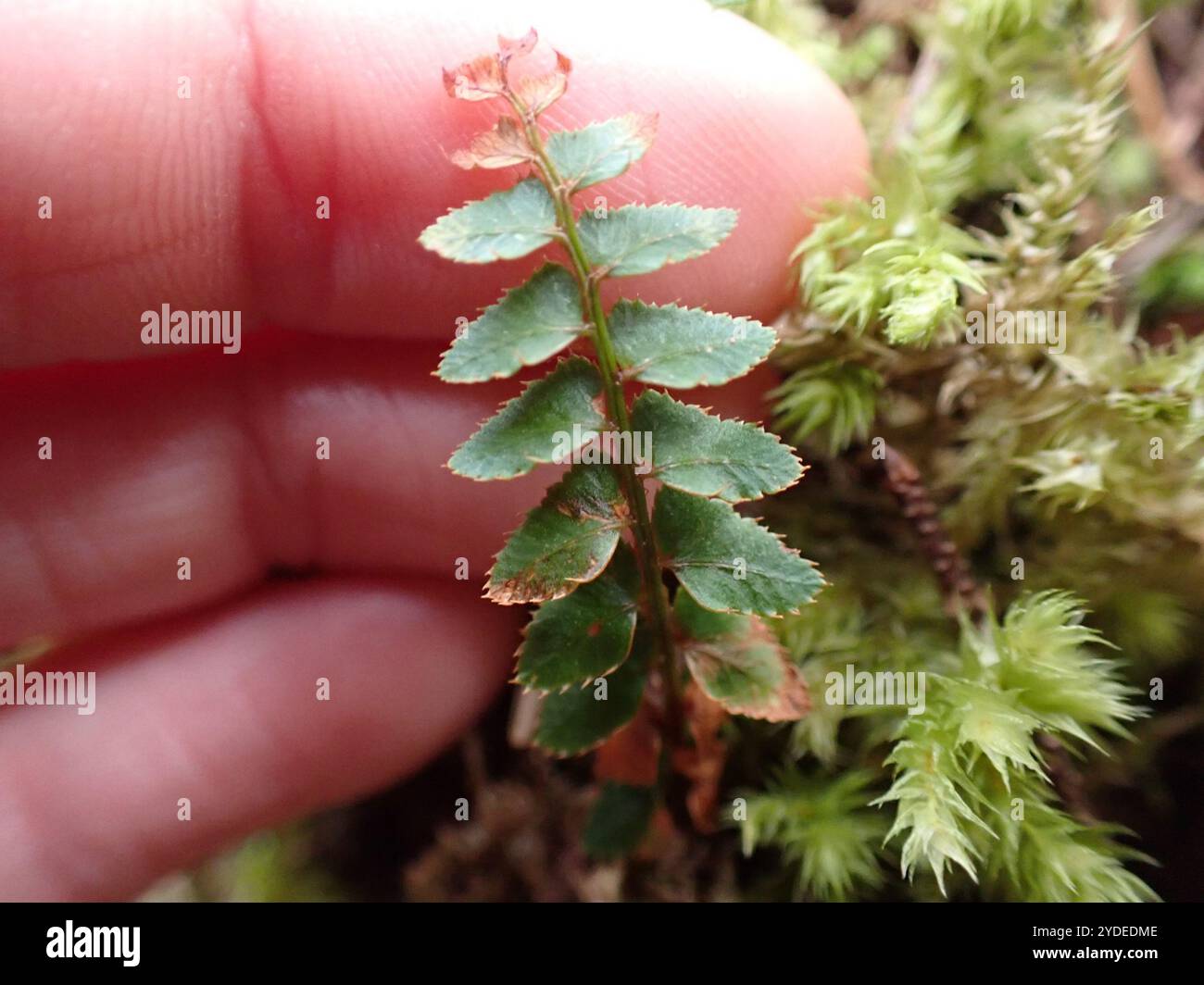 western sword fern (Polystichum munitum Stock Photo - Alamy