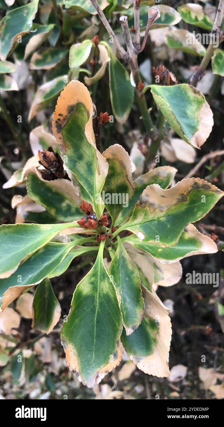 Japanese spindle tree (Euonymus japonicus Stock Photo - Alamy