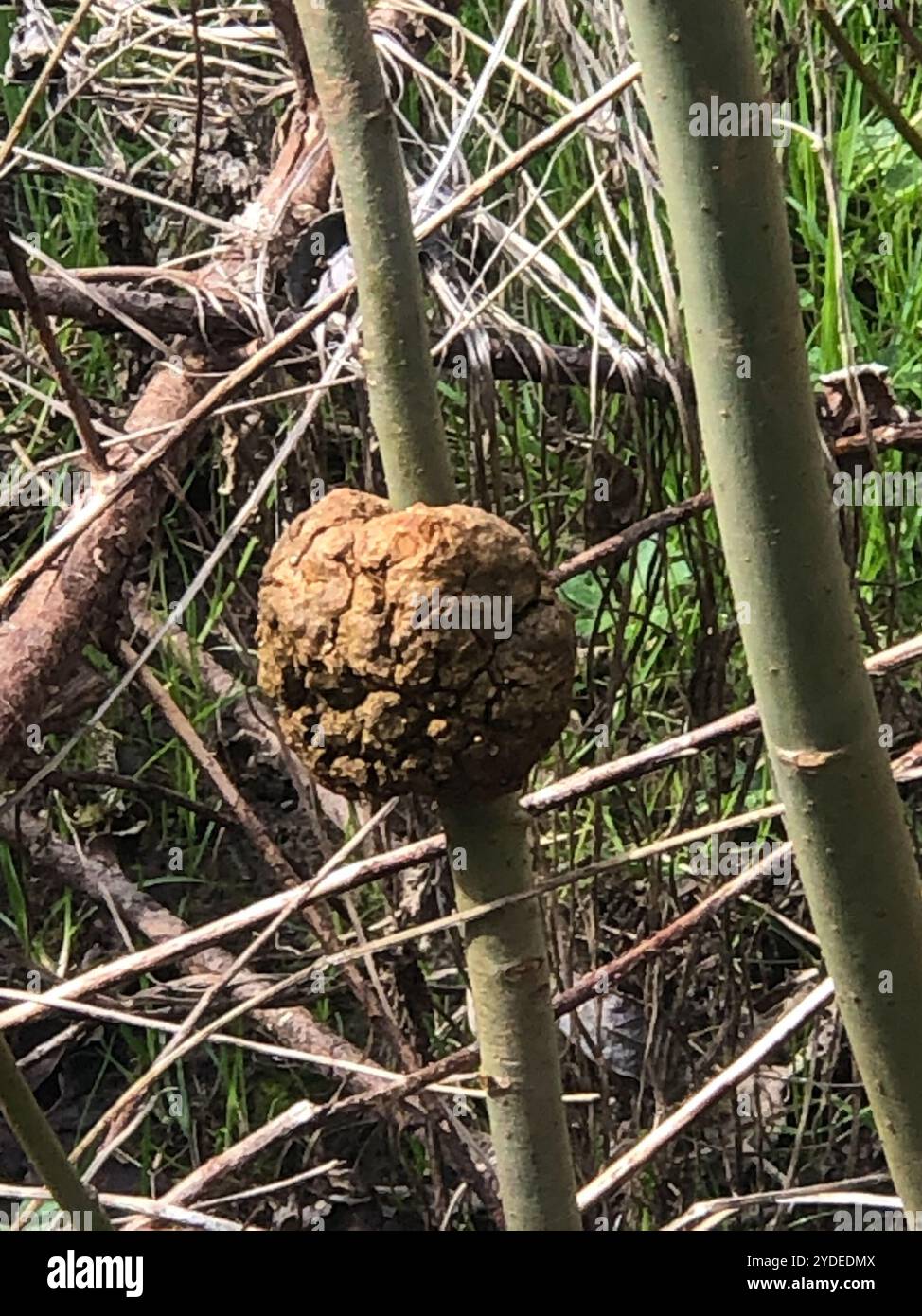 bacterial crown gall (Agrobacterium radiobacter Stock Photo - Alamy