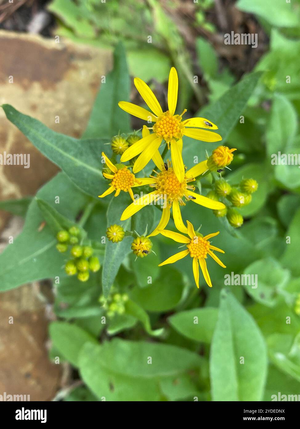Texas ragwort (Senecio ampullaceus Stock Photo - Alamy