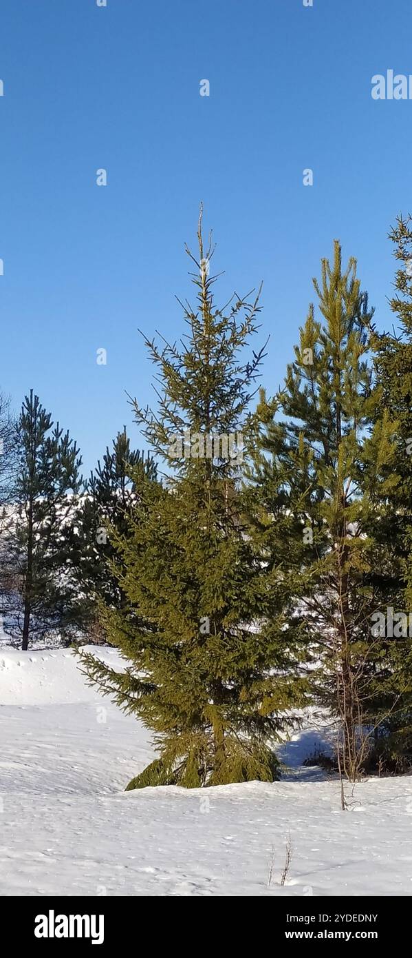 Siberian spruce (Picea obovata Stock Photo - Alamy
