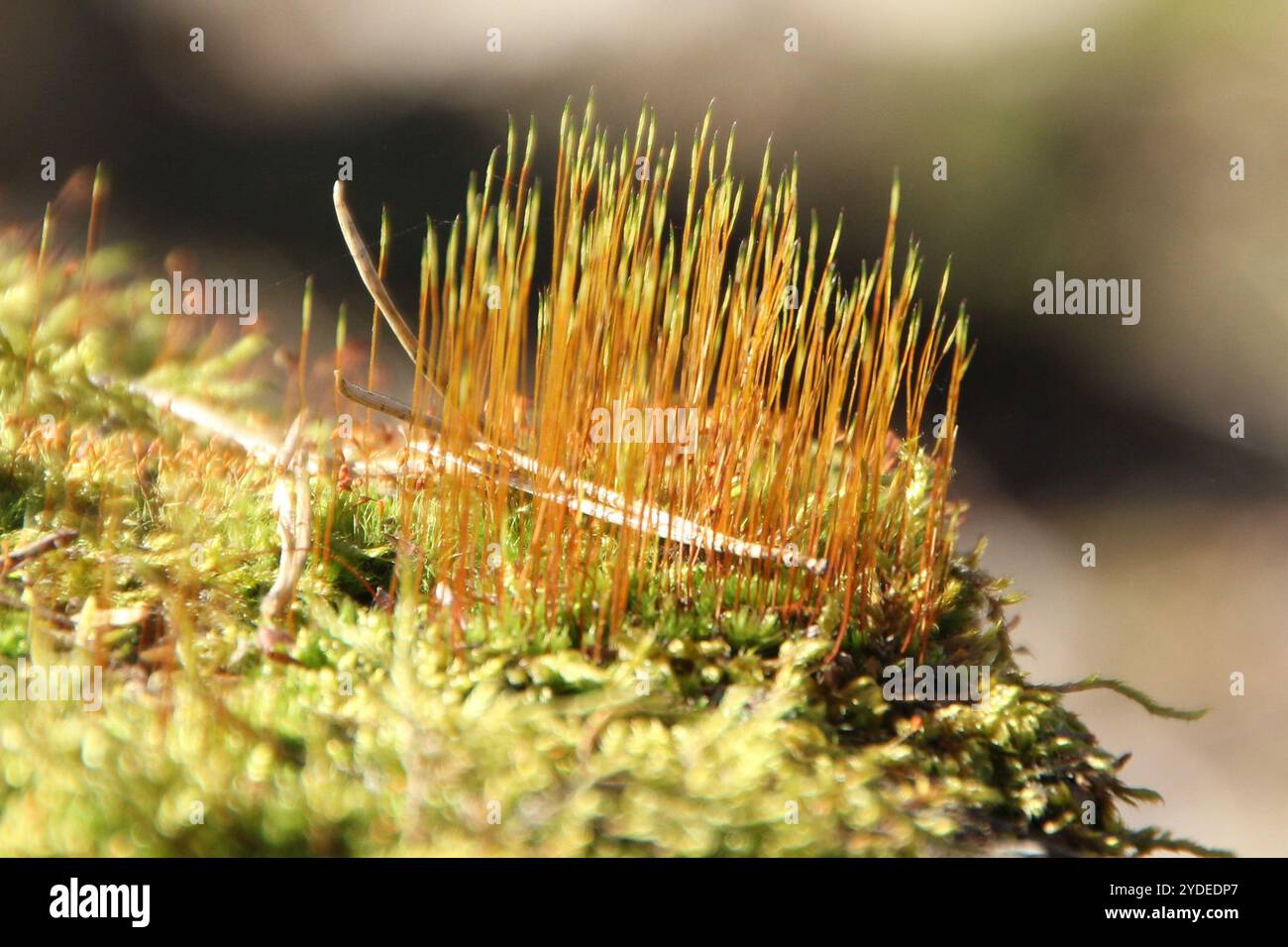 Curve-leaved Ditrichum (Ditrichum heteromallum Stock Photo - Alamy