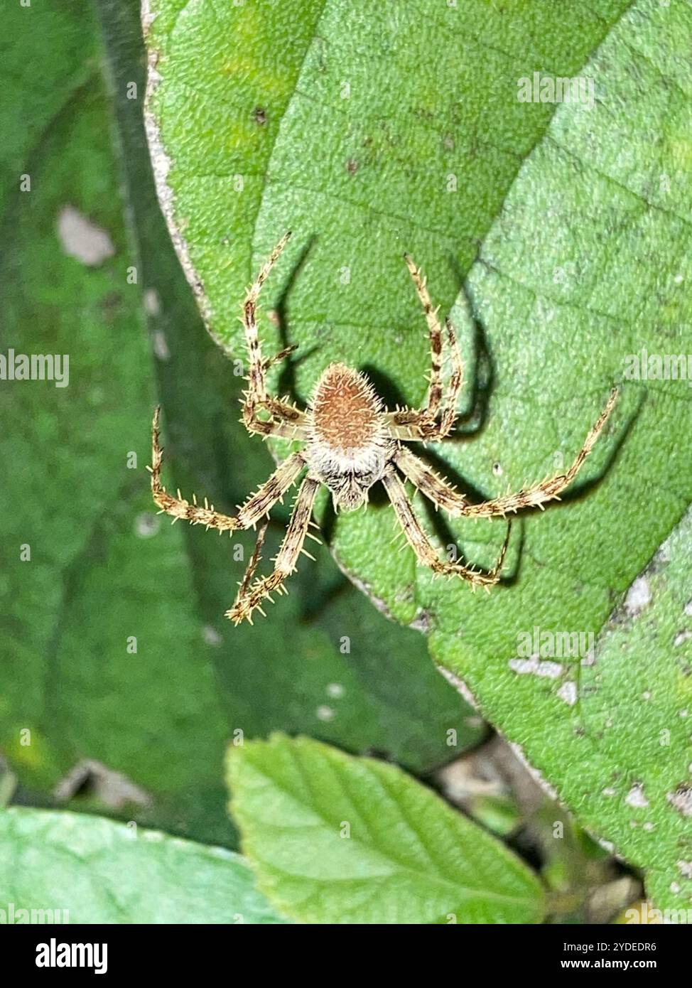 Tropical Orbweaver (Eriophora ravilla Stock Photo - Alamy