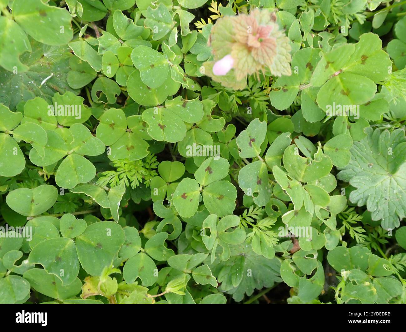 Spotted medick (Medicago arabica Stock Photo - Alamy