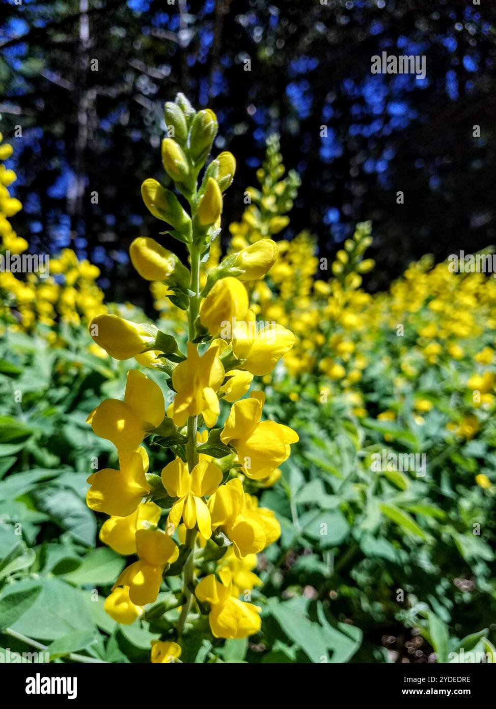 Goldenbanner hi-res stock photography and images - Alamy