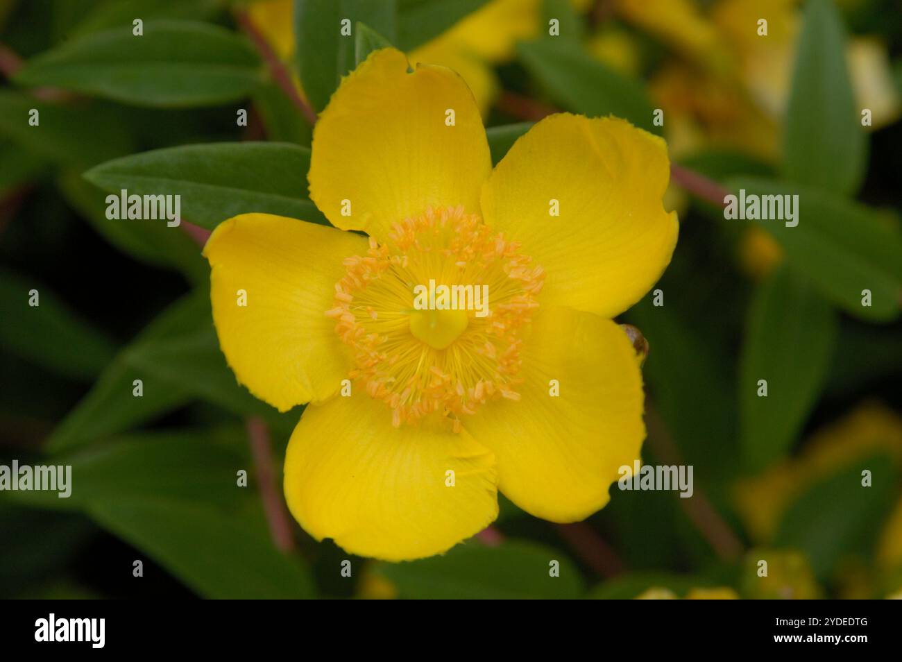 Japanese marigold bush hi-res stock photography and images - Alamy