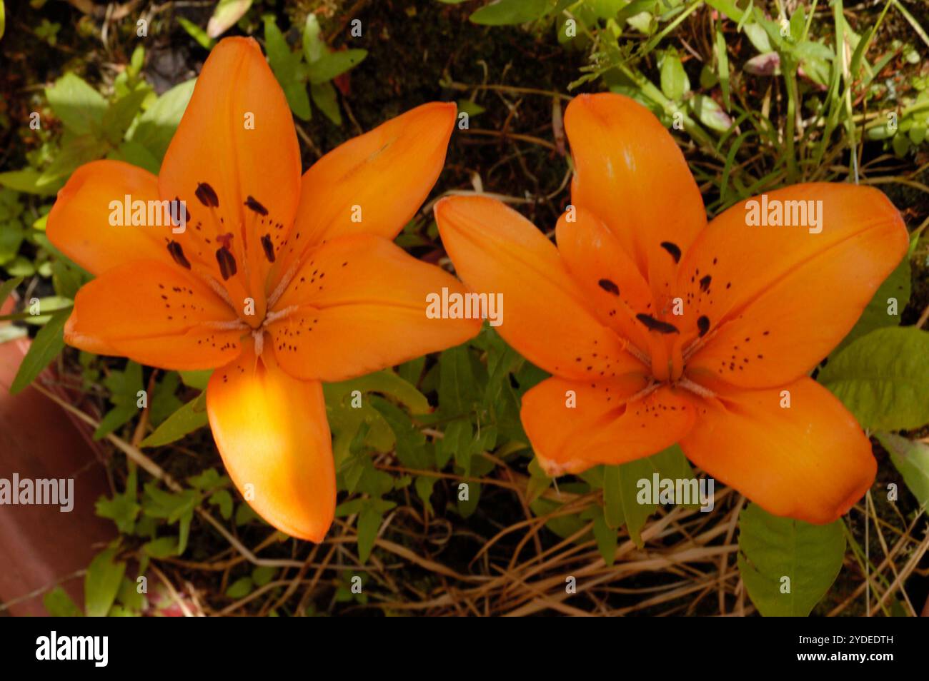 Asiatic Lily (lilium spp) in the Garden Warwickshire England uk Stock ...