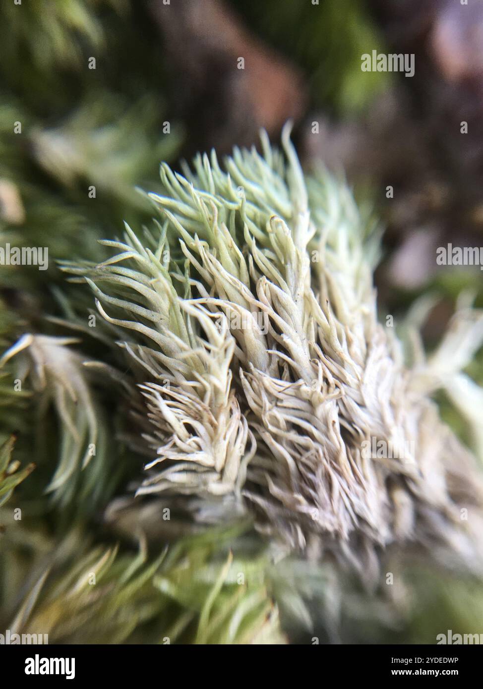 Pincushion Moss (Leucobryum glaucum Stock Photo - Alamy