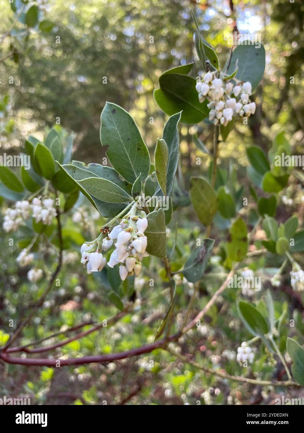 Common Manzanita (Arctostaphylos manzanita Stock Photo - Alamy