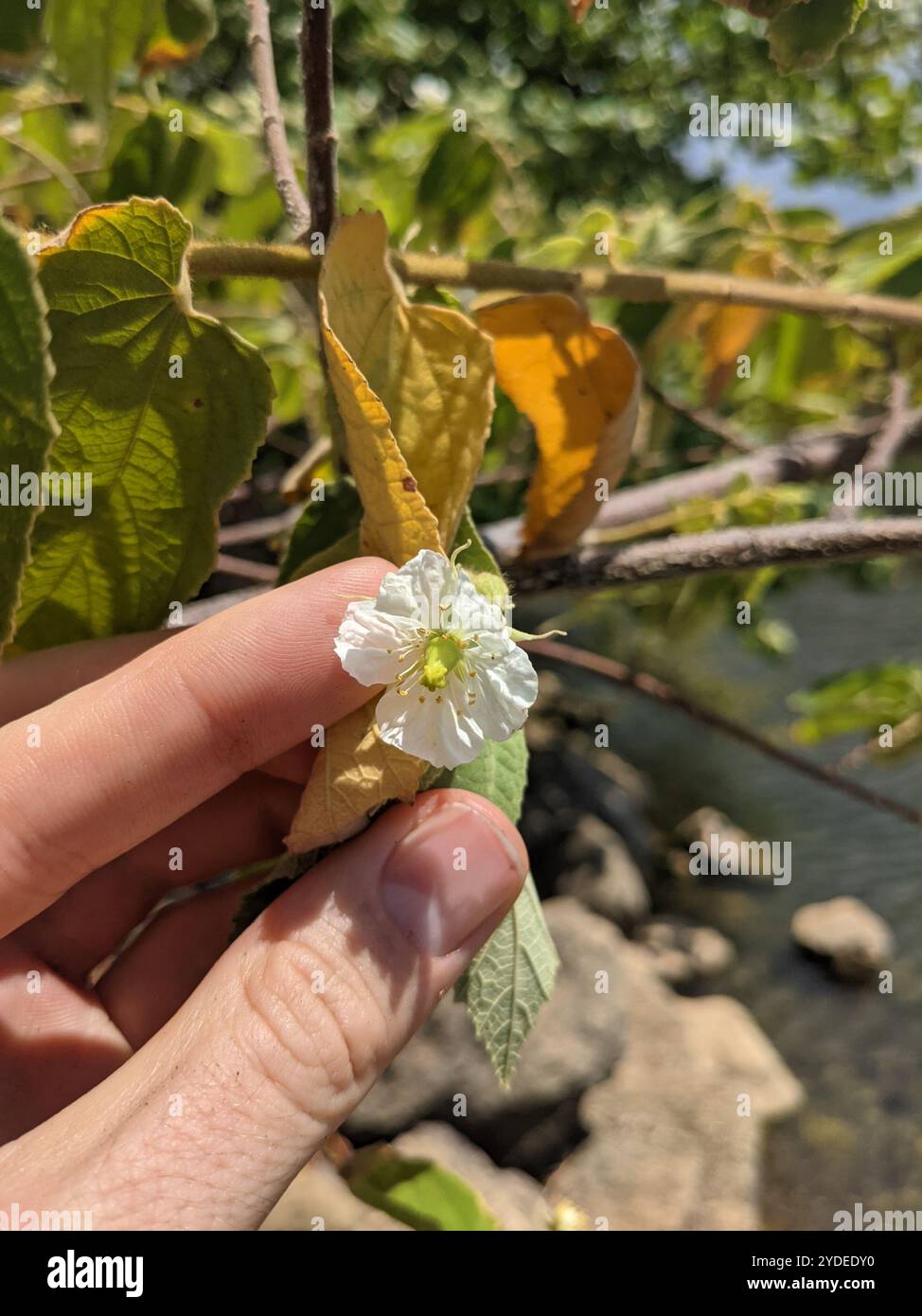 calabur tree (Muntingia calabura Stock Photo - Alamy