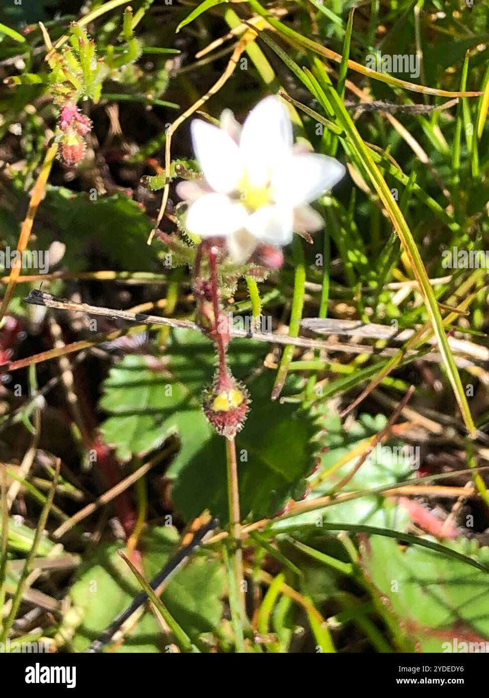 Corn spurrey (Spergula arvensis Stock Photo - Alamy