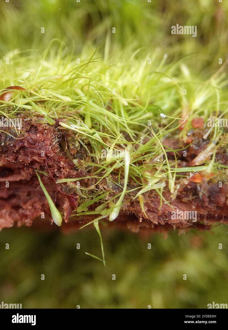 Dwarf Swan-neck Moss (Campylopus pyriformis Stock Photo - Alamy