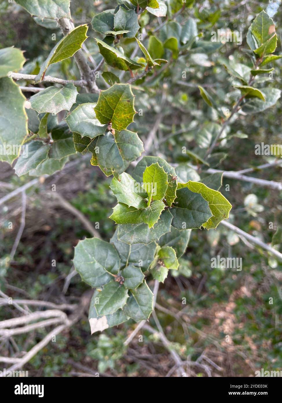 coast live oak (Quercus agrifolia Stock Photo - Alamy