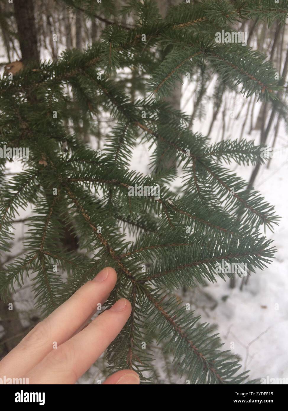 white spruce (Picea glauca Stock Photo - Alamy
