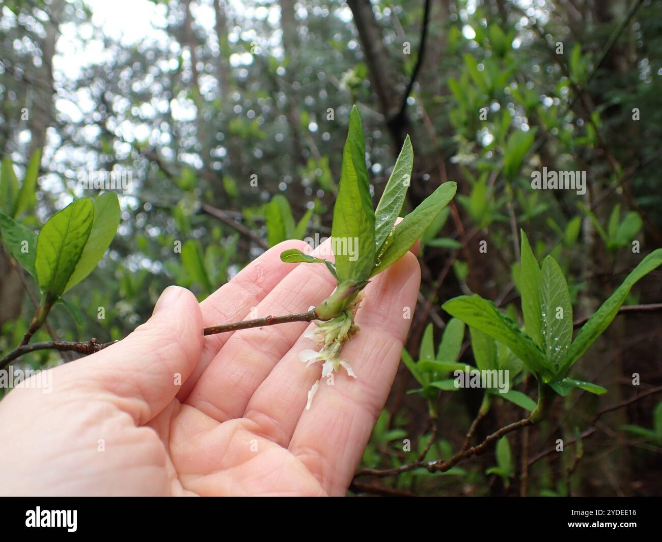 Osoberry (Oemleria cerasiformis Stock Photo - Alamy