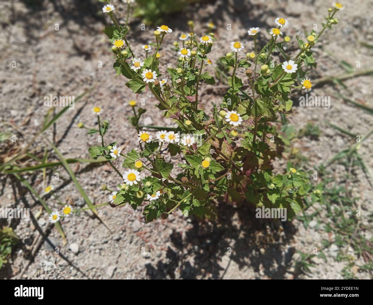 Shortray Rockdaisy (Perityle microglossa Stock Photo - Alamy
