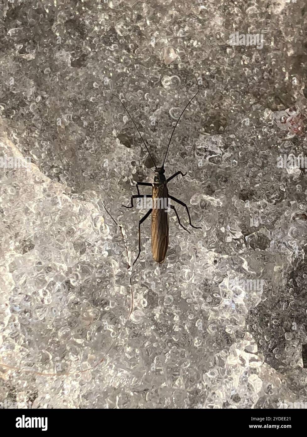 Winter Stoneflies (Taeniopterygidae Stock Photo - Alamy