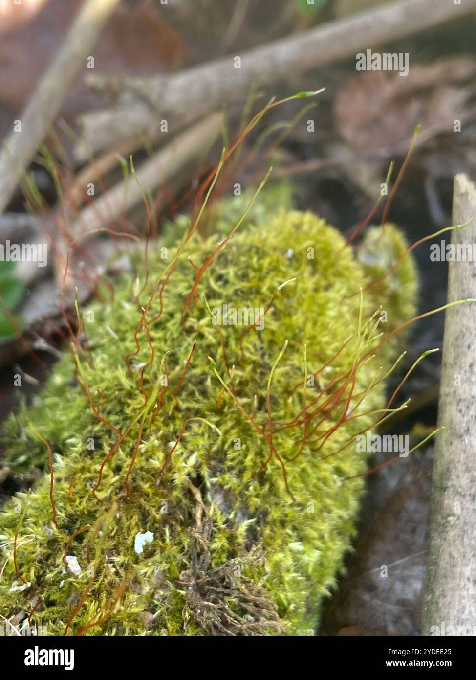 Amblystegium hi-res stock photography and images - Alamy