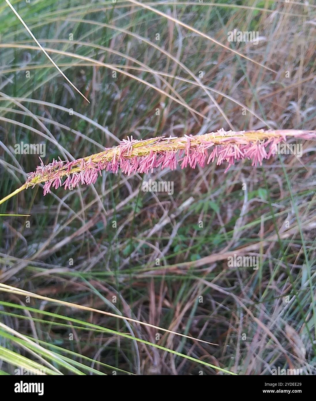 Sand cordgrass hi-res stock photography and images - Alamy
