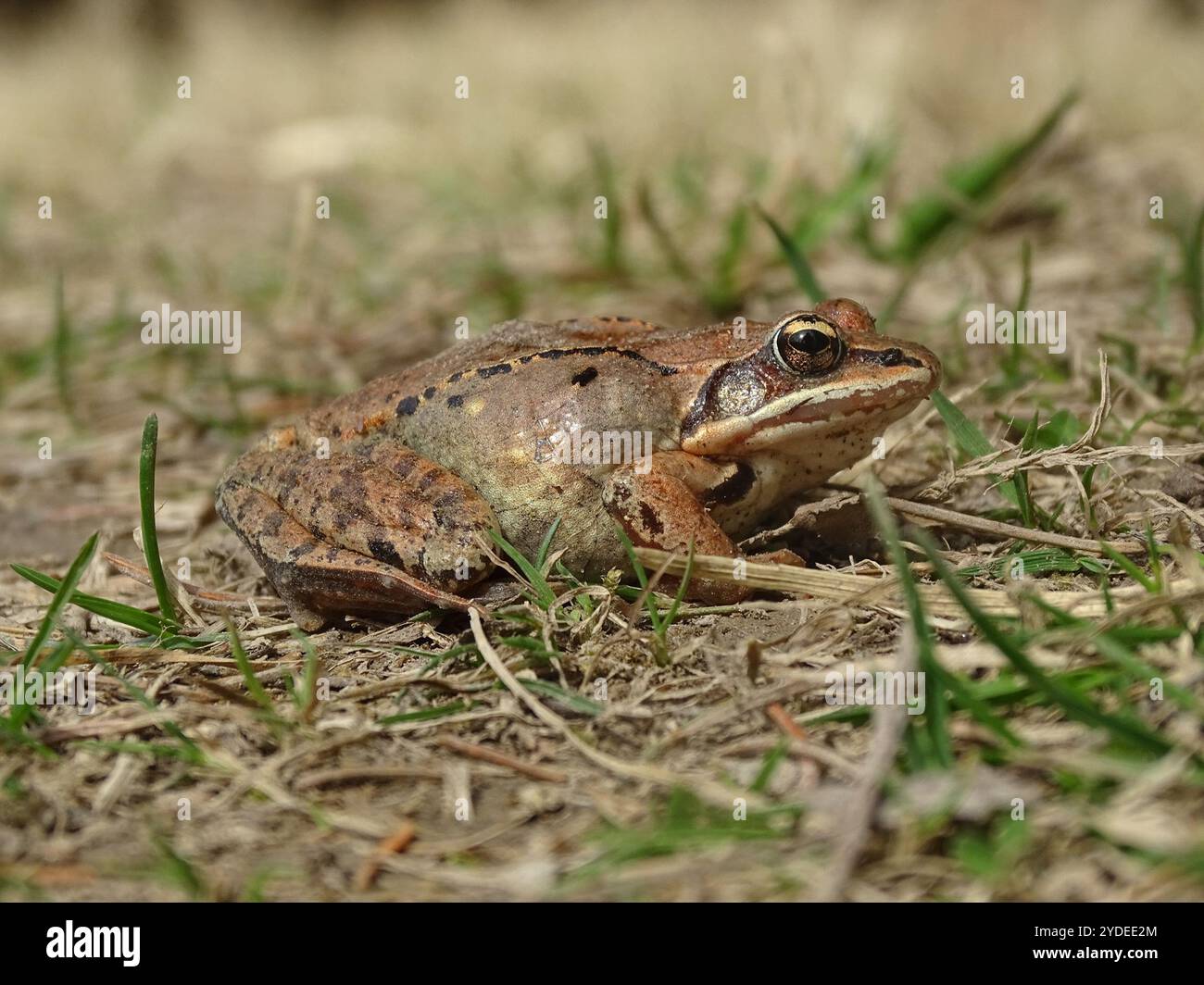 Wood Frog (Lithobates sylvaticus Stock Photo - Alamy
