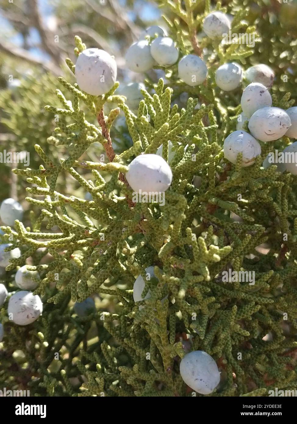 California juniper (Juniperus californica Stock Photo - Alamy