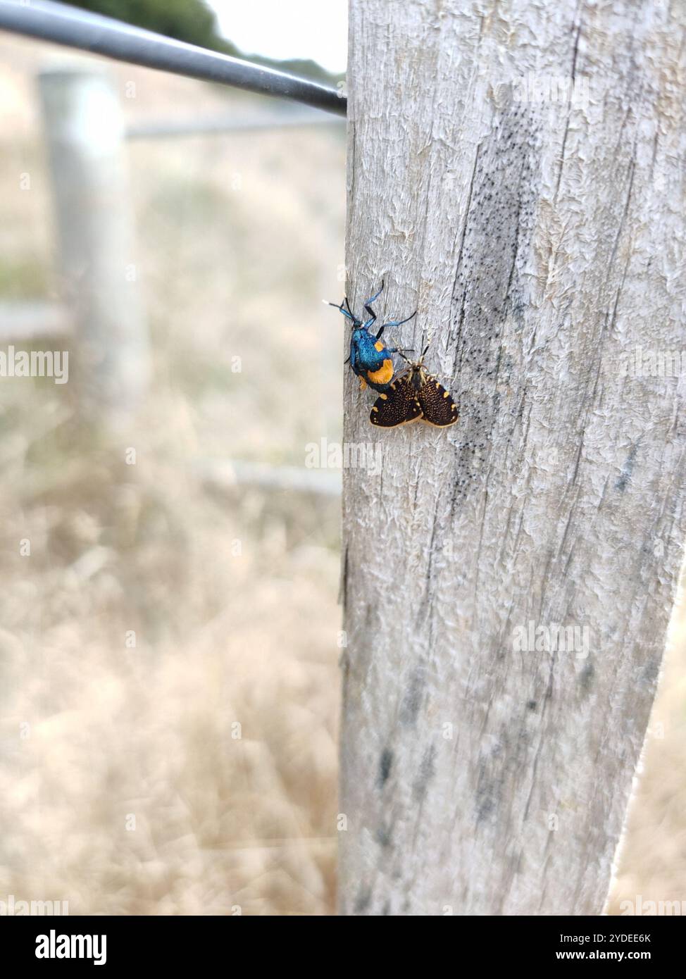 Australian bag moth (Cebysa leucotelus Stock Photo - Alamy