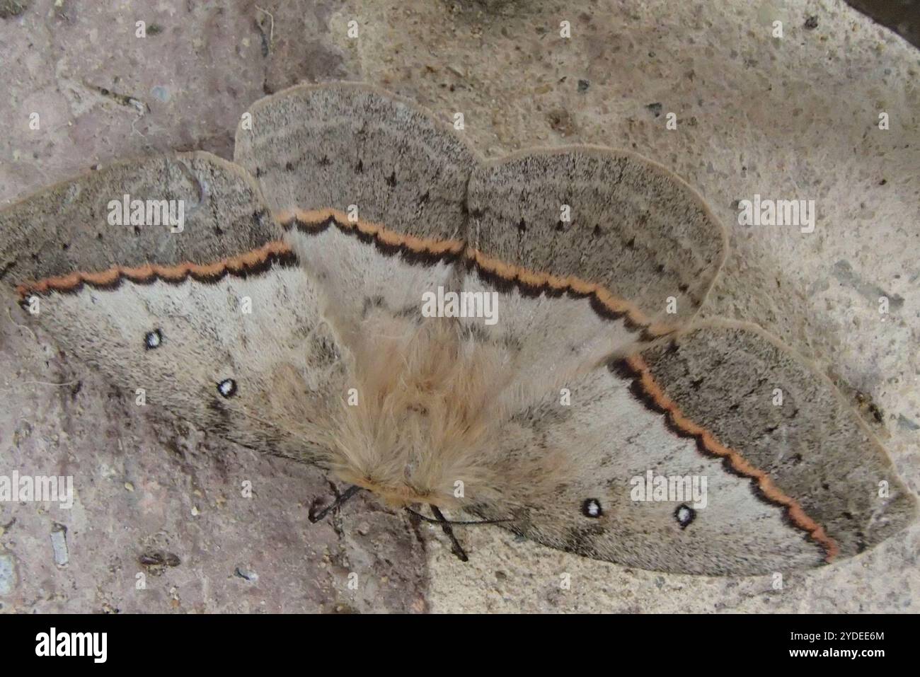 Urticating Anthelid (Anthela nicothoe Stock Photo - Alamy