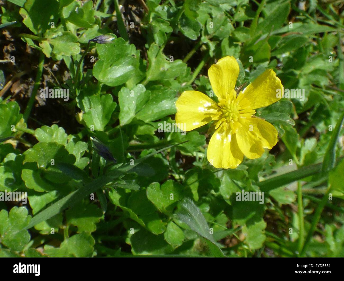 hairy buttercup (Ranunculus sardous Stock Photo - Alamy