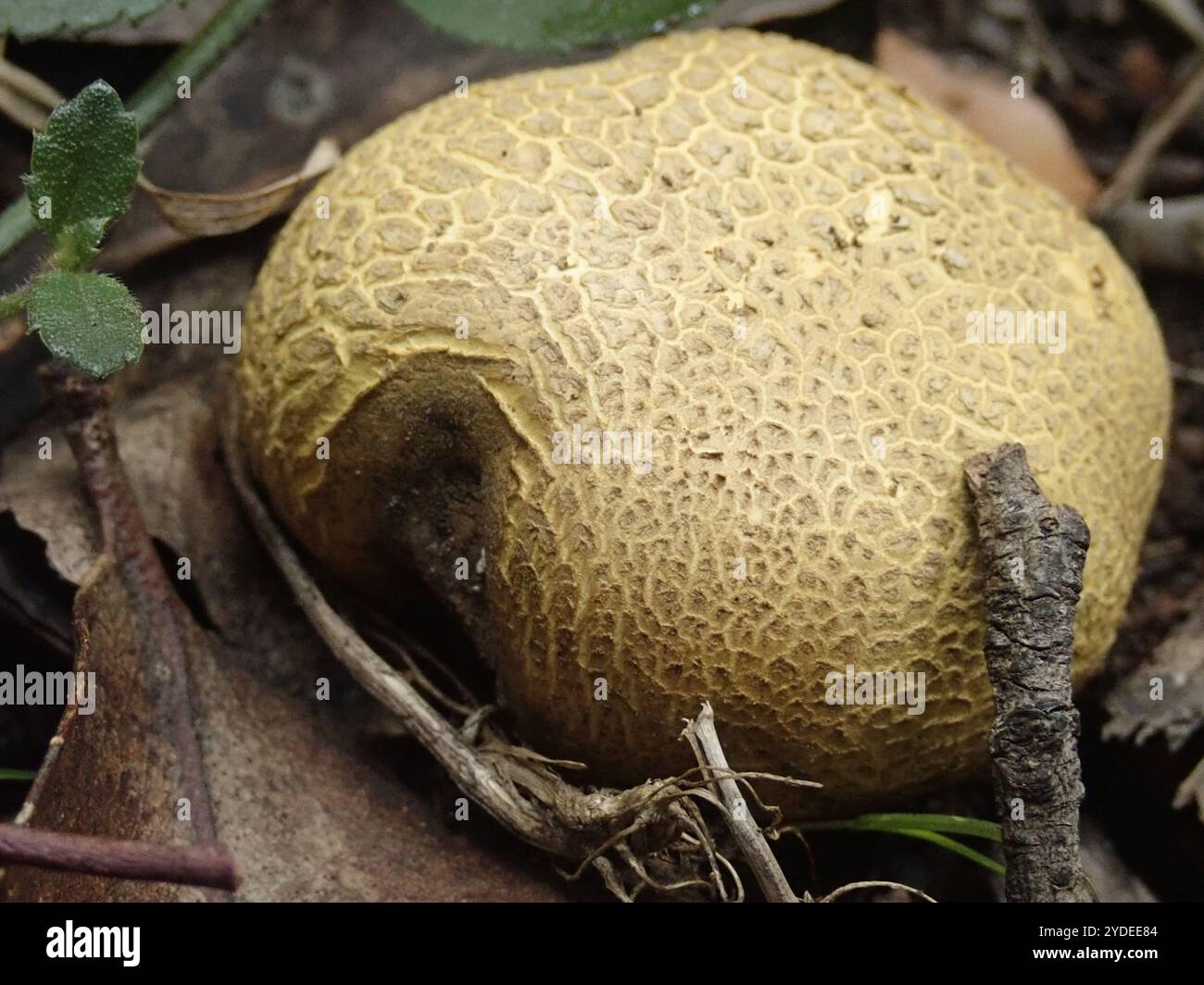 Scleroderma cepa hi-res stock photography and images - Alamy