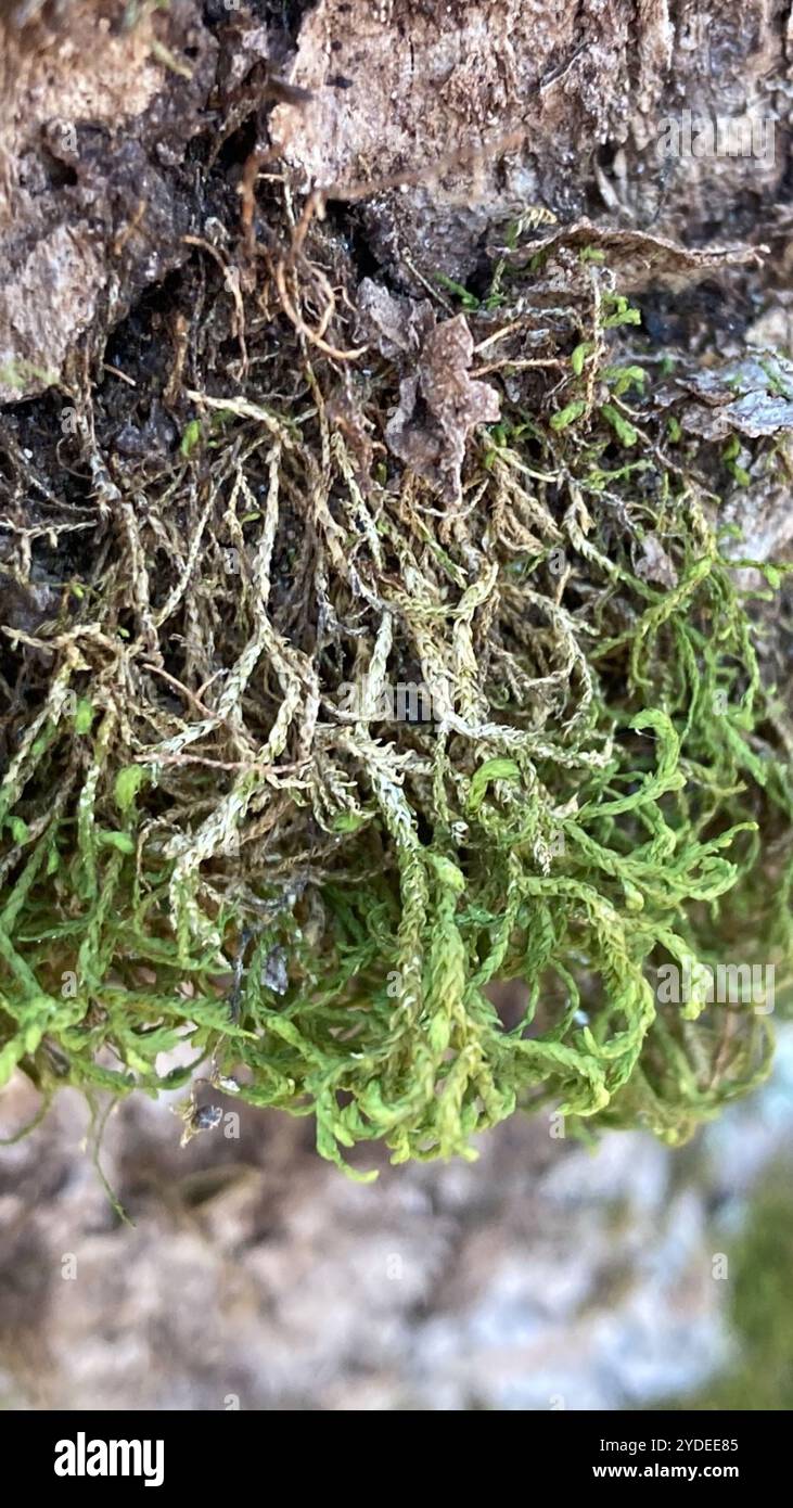tree-skirt moss (Pseudanomodon attenuatus Stock Photo - Alamy