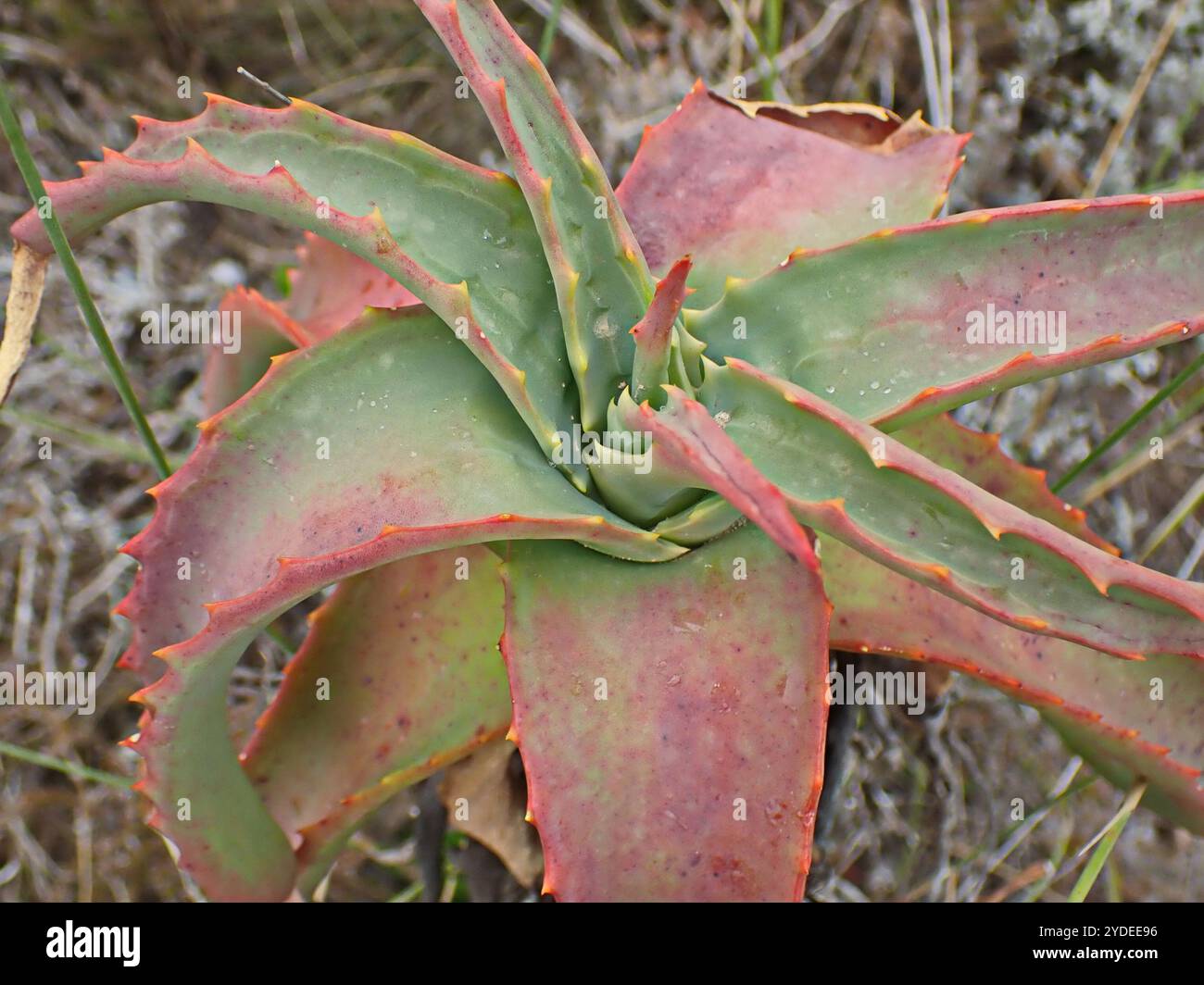 Candelabra Aloe (Aloe arborescens Stock Photo - Alamy
