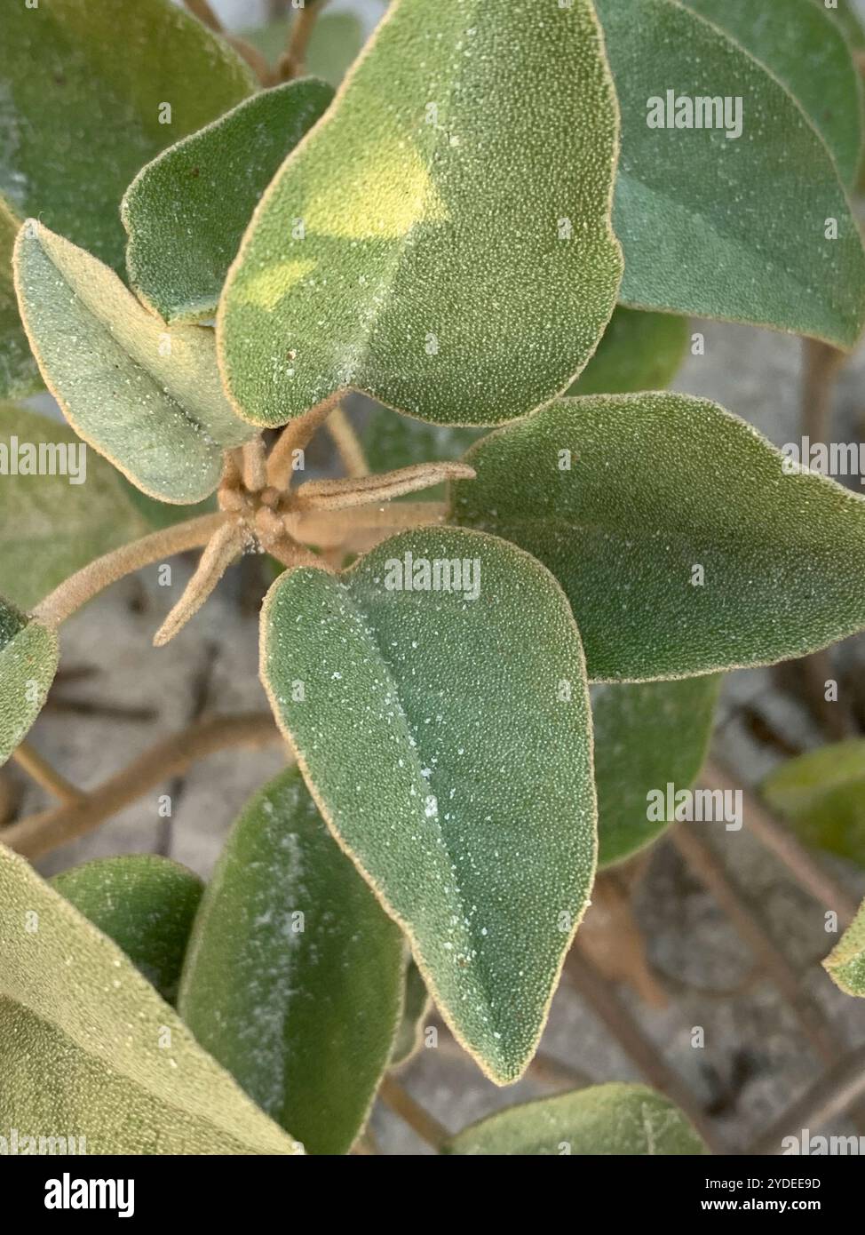 Beach Croton (Croton punctatus Stock Photo - Alamy