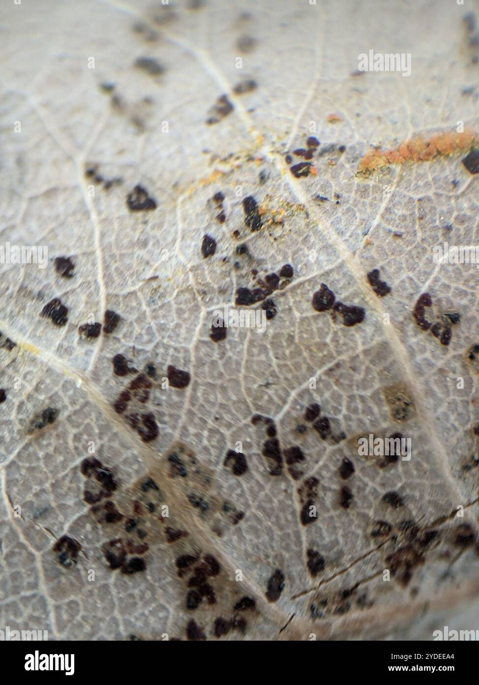 rust fungi (Pucciniales Stock Photo - Alamy