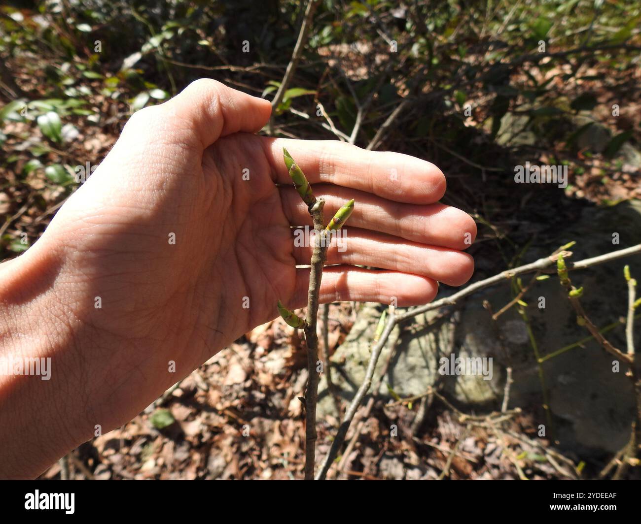 Buffalo-nut (Pyrularia pubera Stock Photo - Alamy
