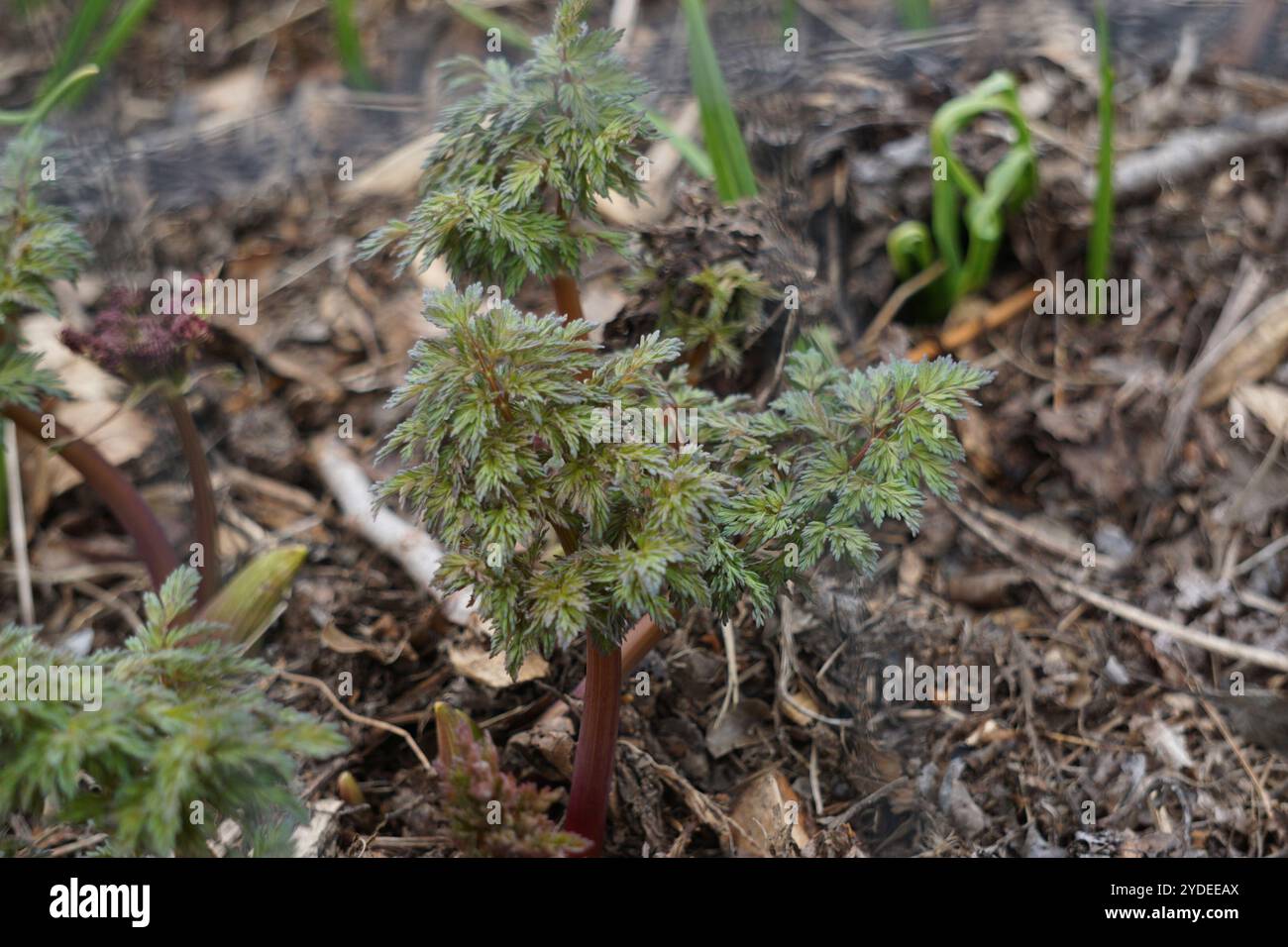 Biscuitroot hi-res stock photography and images - Alamy