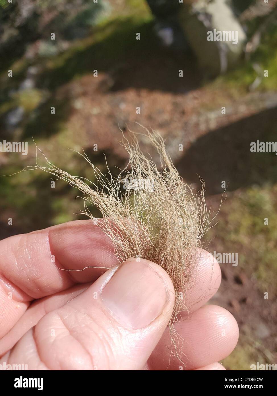 Witch's Hair (Alectoria sarmentosa Stock Photo - Alamy