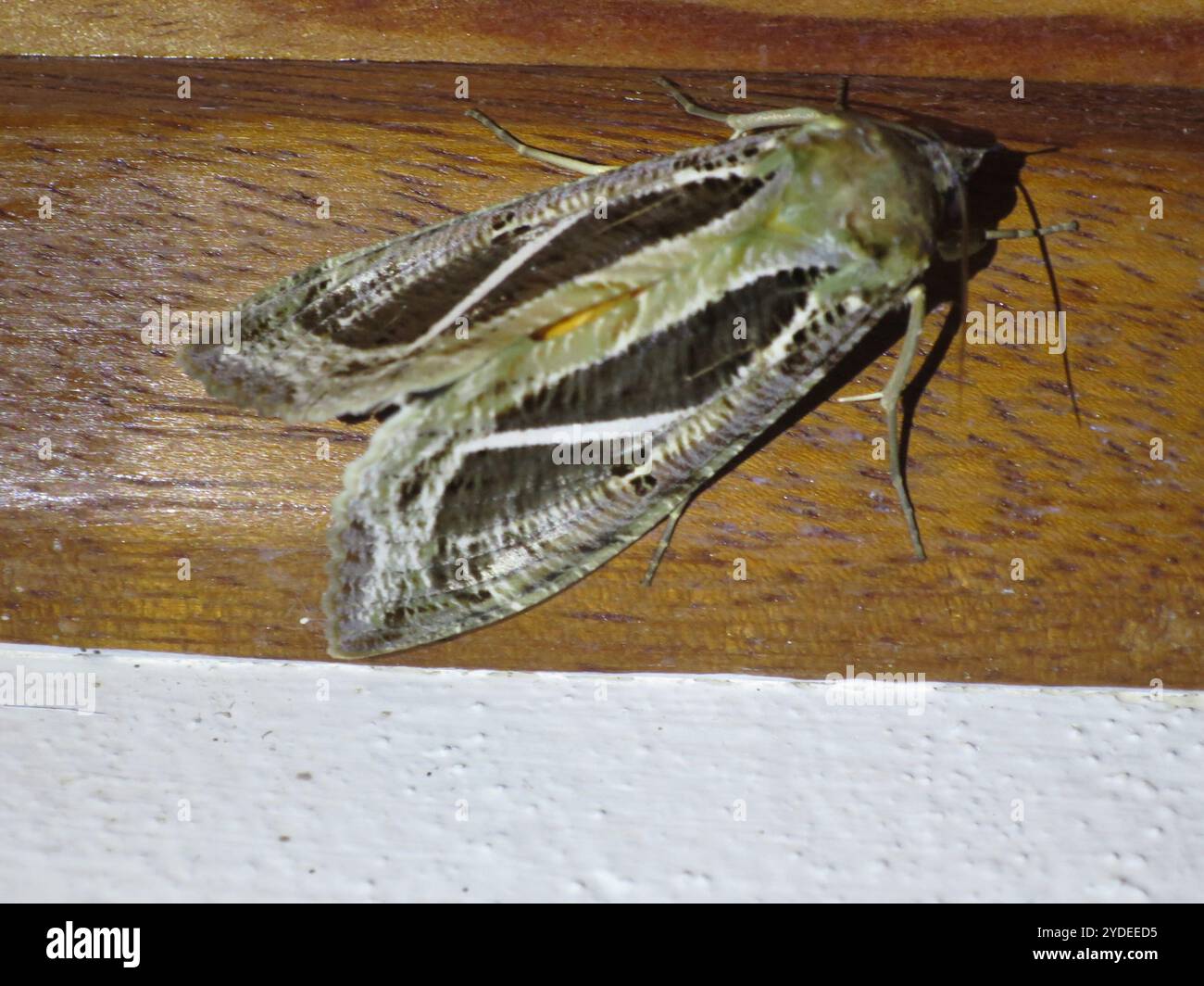Dot-underwing Moth (Eudocima materna Stock Photo - Alamy