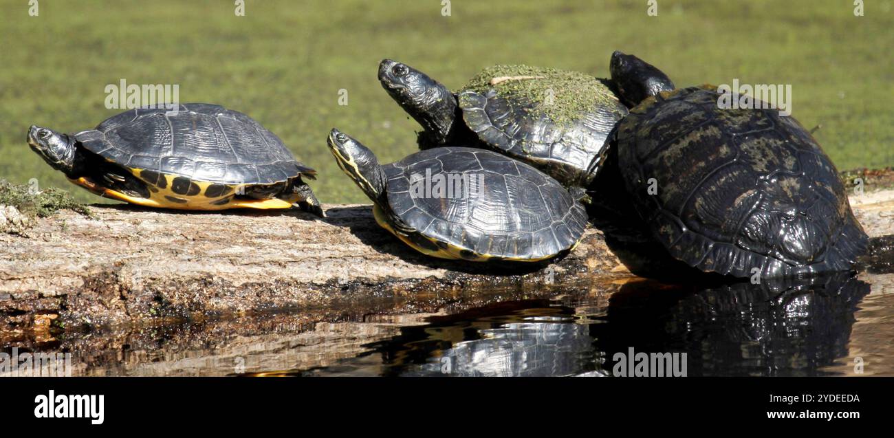 Pond Slider (Trachemys scripta Stock Photo - Alamy
