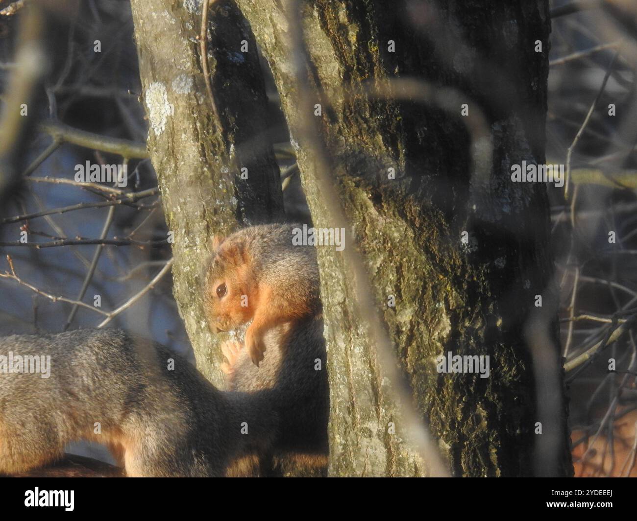 Eastern Fox Squirrel (Sciurus niger Stock Photo - Alamy