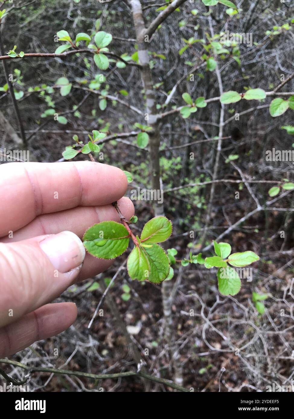 Rusty Blackhaw (Viburnum rufidulum Stock Photo - Alamy