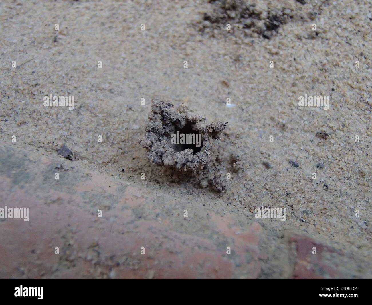 Ants, Bees, Wasps, and Sawflies (Hymenoptera Stock Photo - Alamy