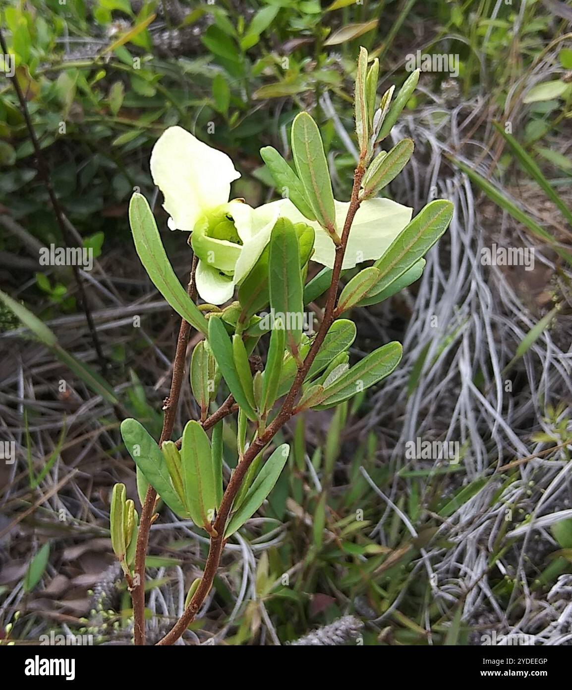 netted pawpaw (Asimina reticulata Stock Photo - Alamy