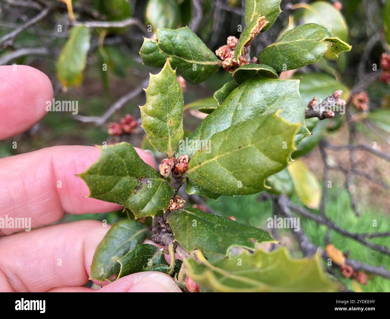 coast live oak (Quercus agrifolia Stock Photo - Alamy